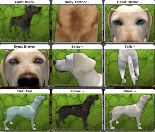 Second Life Marketplace - ♡Biobreeds Breedable Lab ~ Black Female ...