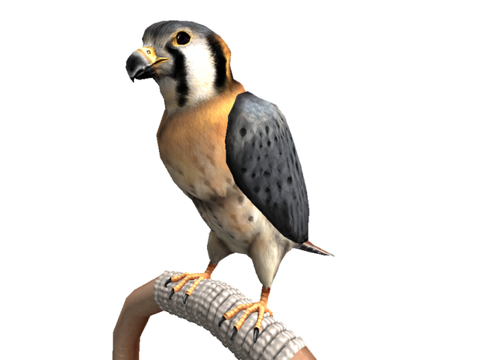 Second Life Marketplace - JIAN Avian Arcana 5. Kestrel Falcon Perch BOX