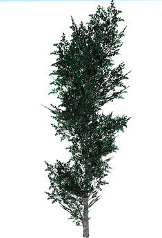 Second Life Marketplace - Mesh Birch Tree (Animated Leaves)