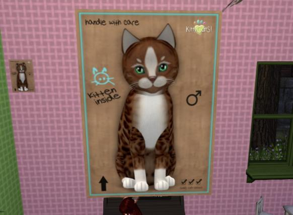 Second Life Marketplace - New Born Male Kitten - Genesis Ginger ll - Boxed