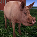 Second Life Marketplace - MyStory Pig (v1.5) (Boxed)
