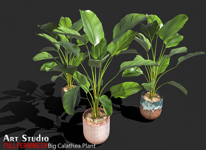 Second Life Marketplace - Art Studio.FULL PERM \\ Big Calathea Plant