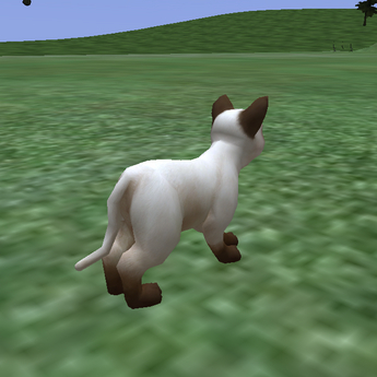 Second Life Marketplace - [Manticore] Kitten [Siamese] [TRANS]