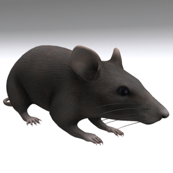 Second Life Marketplace - Mouse - 1 ~FullPerm~
