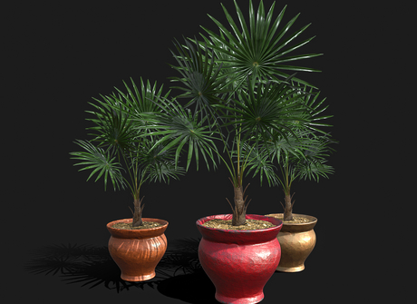 Second Life Marketplace - Art Studio.FULL PERM \\ Thrinax Radiata Plant#2