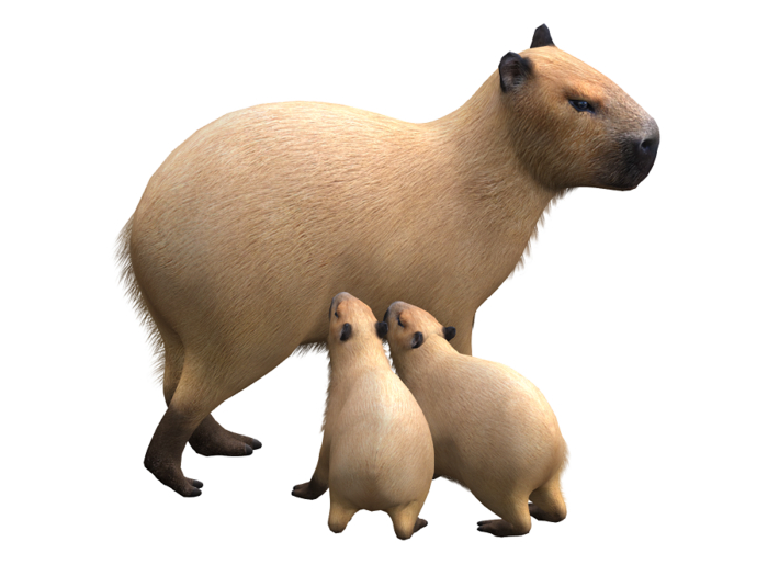 Second Life Marketplace - 8. Mutresse-Chill Capybaras