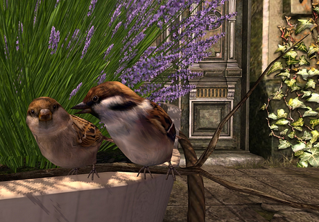 Second Life Marketplace - CJ Lavender Bucket Planter animat. Sparrows