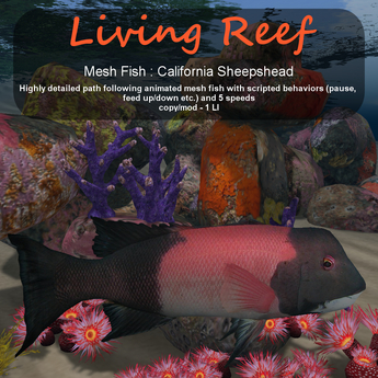 Second Life Marketplace - Inochi Reef : Mesh Fish - California Sheepshead