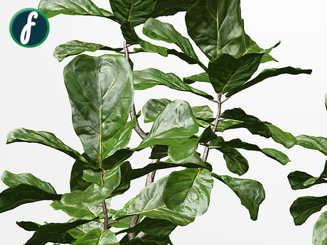 Second Life Marketplace - friller Potted Banjo Fig Plant