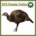 Second Life Marketplace - DFS Turkey Female