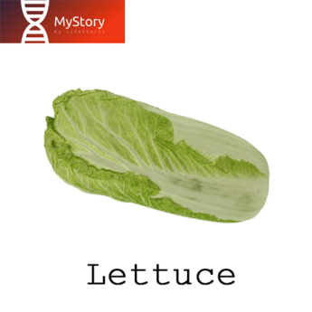 Second Life Marketplace - MyStory Lettuce x 25
