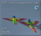 Second Life Marketplace - TC(FP) - Colorful Hummingbird Prop FULL PERM