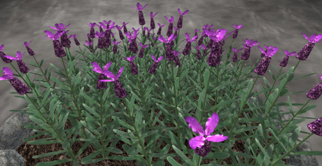 Second Life Marketplace - Lavender flower bed