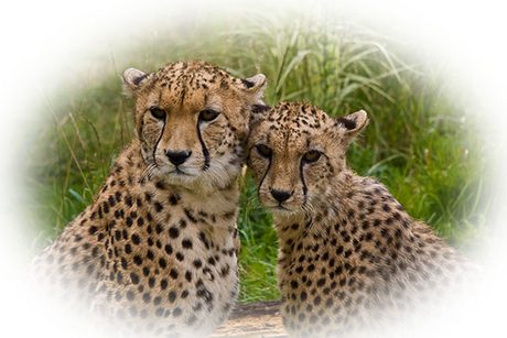 Second Life Marketplace - WK Cheetah Female - Victoria~Speckled Nose ...