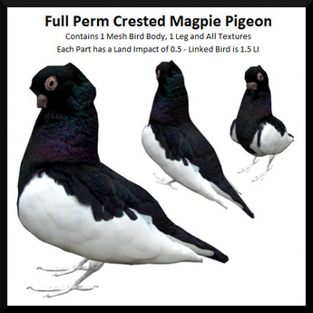 Second Life Marketplace - Full Perm Crested Magpie Pigeon