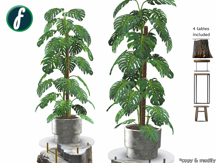 Second Life Marketplace - friller Potted Tall Monstera Deliciosa Plant ...