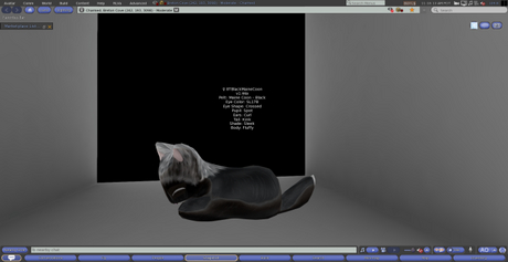 Second Life Marketplace - Stray Cats Kitten - 8TBlackMaineCoon (F)