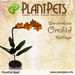 Second Life Marketplace - PlantPet Seed [Dendrobium Orchid *Calliope*]
