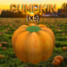 Second Life Marketplace - MyStory Pumpkin x 5