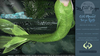 Second Life Marketplace - Zen Child Designs - Cactus Mermaid Tail for ...