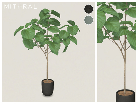 Second Life Marketplace - Mithral * Ficus Umbellata (Pack C)
