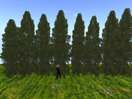 Second Life Marketplace - Hinoki False Cypress: 20m Tree Screen (One of ...