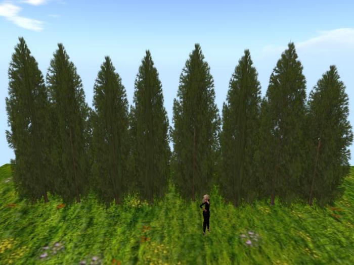 Second Life Marketplace - Koyoma Spruce: 20m Tree Screen (One of our ...