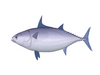 Second Life Marketplace - [10] DFS Tuna (BULK ITEM)
