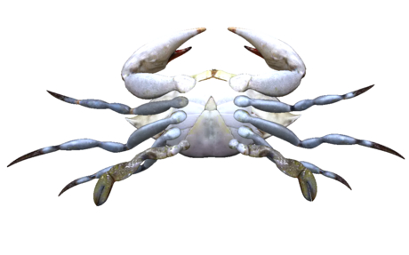 Second Life Marketplace - /AVP/ Crab *WEAR ME*
