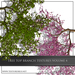 Second Life Marketplace - TRU Textures Ltd - 16 x Tree Top Textures ...