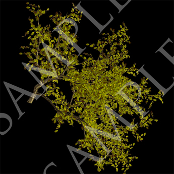 Second Life Marketplace - TRU Textures Ltd - 16 x Tree Top Textures ...