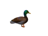 Second Life Marketplace - DFS Duck - Male (ACTUAL ITEM)