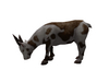 Second Life Marketplace - DFS Goat Barbari - Male (ACTUAL ITEM)