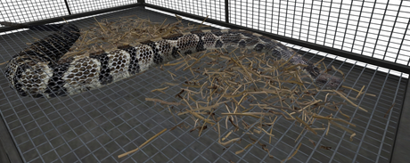 Second Life Marketplace - 17 UA: WitchCraft-Caged Snake