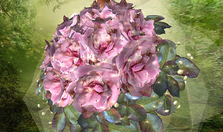 Second Life Marketplace - CJ Bear Surprise Box with Dozen Pink Roses Set