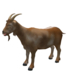 Second Life Marketplace - .:shamhat:. goat character