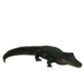 Second Life Marketplace - .:shamhat:. alligator character