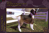 Second Life Marketplace - *M* teegle dog sable sam Unpacker