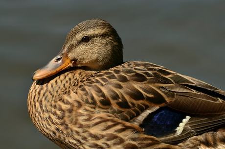 Second Life Marketplace - DFS Duck - Female