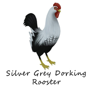 Second Life Marketplace - Amaretto Barnyard Nest: Silver Grey Dorking ...