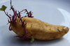 Second Life Marketplace - DFS Sweet Potato Seed V2.2