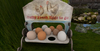 Second Life Marketplace - 20_8f8 - New Beginnings - Egg Carrier 2