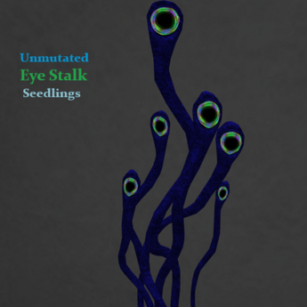 Second Life Marketplace - Random Papillon Eye Stalk Non-Mutated