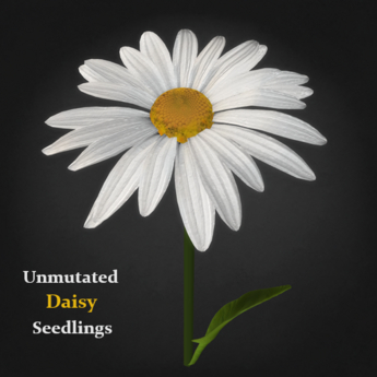 Second Life Marketplace - Random Papillon Daisy Seedlings Non-Mutated