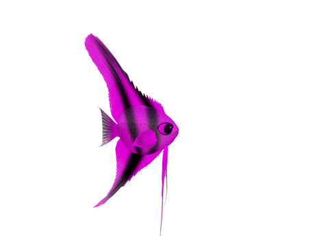 Second Life Marketplace - (7S) UltraRare Fish: Shift Angelfish