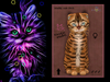 Second Life Marketplace - KittyCatS Box - Toyger - Caramel 9TF ExJor ...