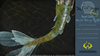 Second Life Marketplace - Brine - Planta's Swamp FATPACK Mermaid Tail ...