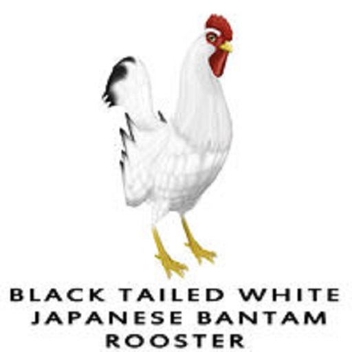 Second Life Marketplace - Barnyard Bird Nest - Black Tailed White ...