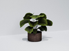 Second Life Marketplace - ZADIG. "Vienna" Plant Indoor (add me)
