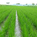 Second Life Marketplace - DFS Rice Seed V2.2